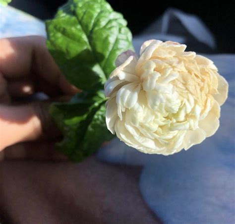 Hawaiian Pikake Rose Plant Jasmine Etsy