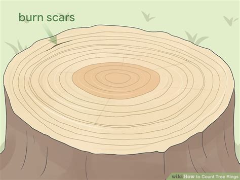 Simple Ways To Count Tree Rings 6 Steps With Pictures WikiHow