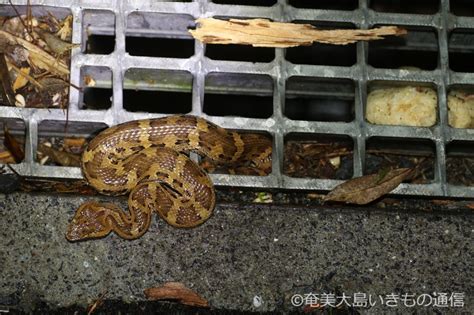 ヒメハブ 奄美大島いきもの通信