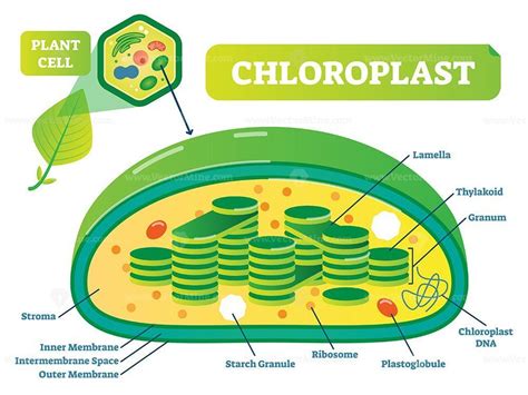 Plant Chloroplast Chemical Biology Vector Illustration Cross Section