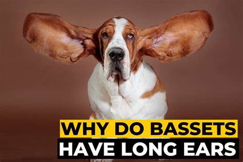 Why Do Basset Hounds Talk So Much