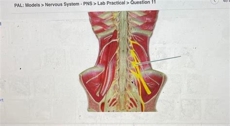 Solved PAL Models Nervous System PNS Lab Practical Chegg