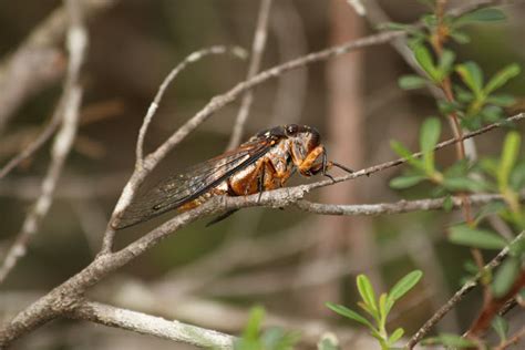 Portraits Of Australian Animals Tilcheff Blog Cicada Madness