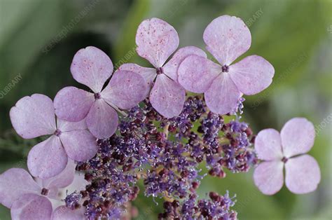 Hydrangea Stock Image B7600817 Science Photo Library