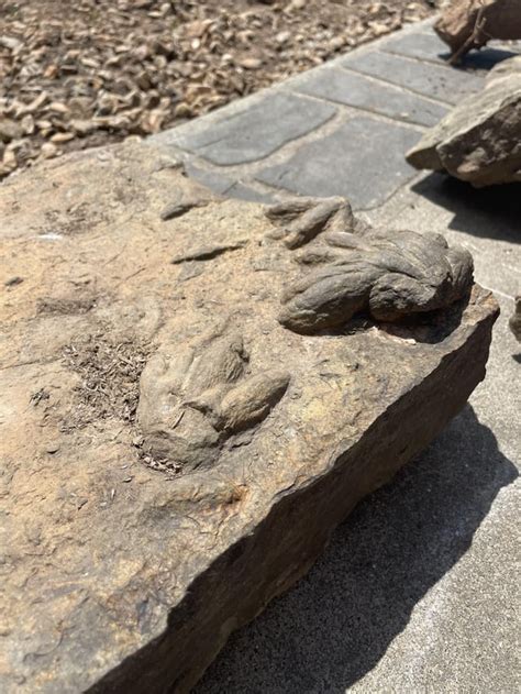 Need Help Identifying R Fossils