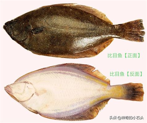 鳎目鱼比目鱼龙利鱼到底有什么区别 头条问答