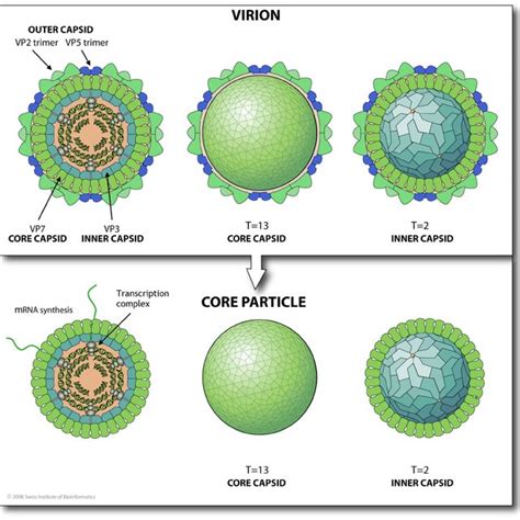 Map Of Serological Relationships Between Btv Serotypes Erasmus 1990 Download Scientific