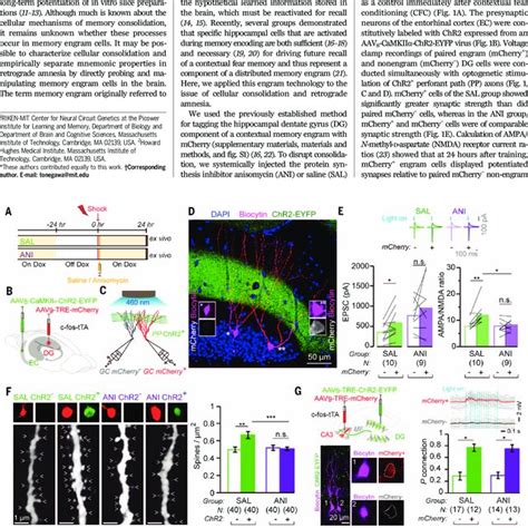 Pdf Memory Engram Cells Retain Memory Under Retrograde Amnesia