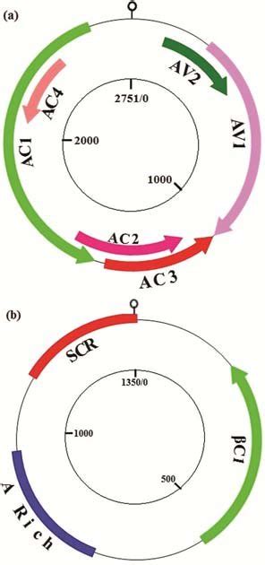 A And B Genome Organization Of Cotton Leaf Curl Multan Virus A Dna A