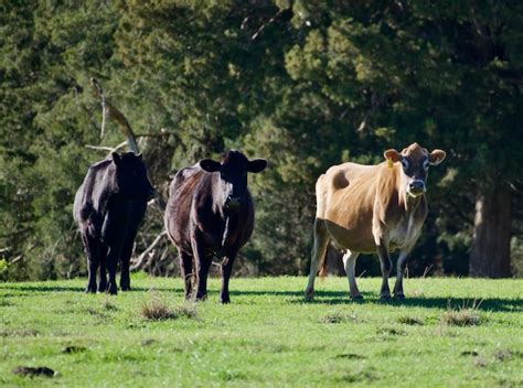 Premium Photo Scenes From Spring On The Farm