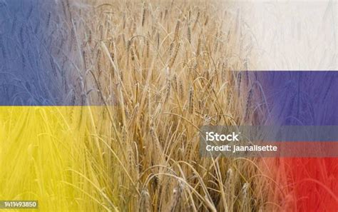 황금 시리얼 곡물 밭 높은 곡물 가격 밀 부족 및 식량 위기 개념 가격에 대한 스톡 사진 및 기타 이미지 가격 경계 경기 침체 Istock