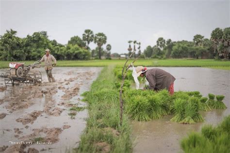 យុវជន មួយចំនួន គេច ចេញពី ការងារ « ធ្វើស្រែ