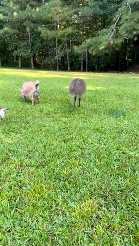 The Derpiest Derp That Ever Derped Ranimalsbeingderps