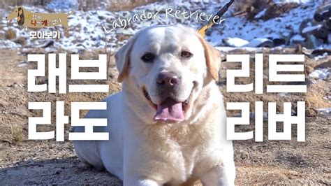 세나개 댕모아 장난기 넘치는 귀여운 왕 댕댕이 래브라도 리트리버의 문제행동 🐶 래브라도 리트리버 편 Youtube