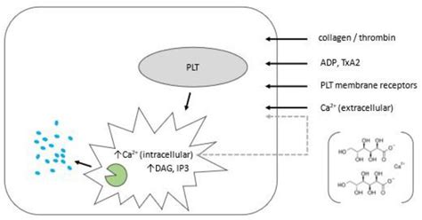 Schema Summarizing Signaling Dynamics For Resting Grey Oval And