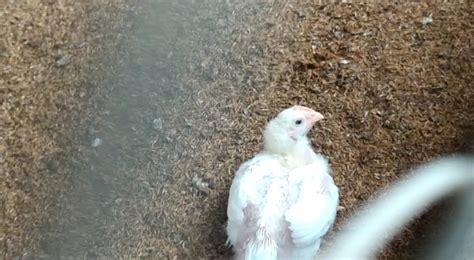 ChickenDetection Video Object Detection Dataset And Pre Trained Model By BEproject