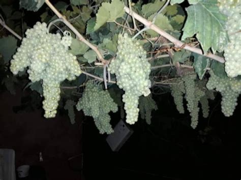 მევენახეობა მეღვინეობა რთველი2024 Facebook