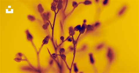 노란색 배경에 식물의 클로즈업 사진 Unsplash의 무료 폴란드 이미지