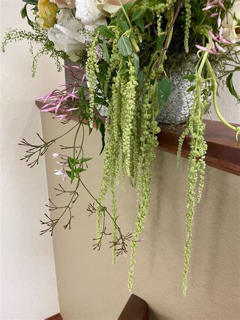 Hanging Amaranthus Flowers Planter Pots Plants