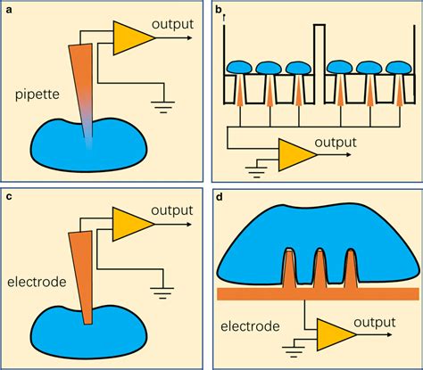 Patch Clamp Technique Microelectrode At Della Gonzales Blog