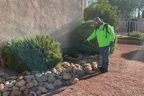 Professional Weed Control Services In Tucson Arcadia Landscape