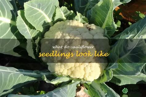 A Visual Guide To Cauliflower Seedlings What To Expect When Planting