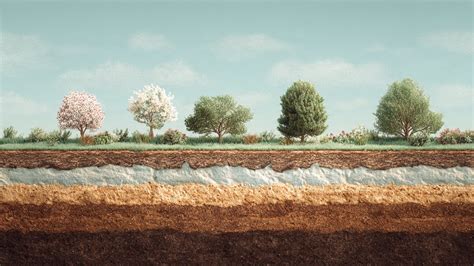 Backyard Xeriscape Ideas