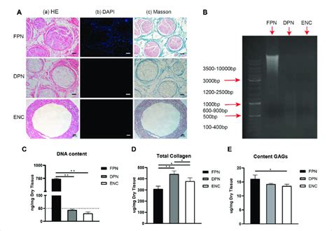 The Evaluation Of The Extent Of Decellularization And The Preservation