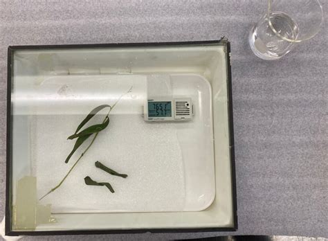 Fixing Shattered Plants Welcome To My World Manitoba Museum