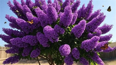 Grow A Thriving Texas Lilac Tree Care Tips And Guide