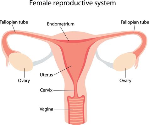 Schematic Illustration Of The Female Reproductive System 7490845 Vector