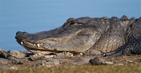 800 Pound 14 Foot Alligator Caught In Mississippi Breaks Record