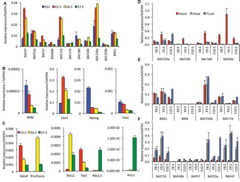 Figure 1 From Analysis Of The Swi Snf Chromatin Remodeling Complex During Early Heart