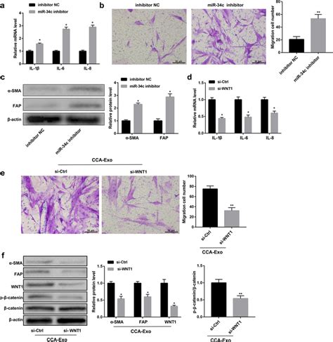 Inhibition Of MiR 34c Restores Wnt Signaling Pathway And Activates