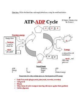 11 Best Atp Biology Ideas Atp Biology Biology Biology Lessons