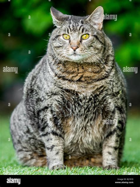 Gatto Grasso Immagini E Fotografie Stock Ad Alta Risoluzione Alamy