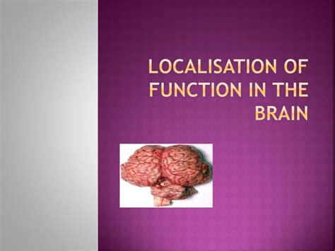 Ppt Localisation Of Function In The Brain Powerpoint Presentation