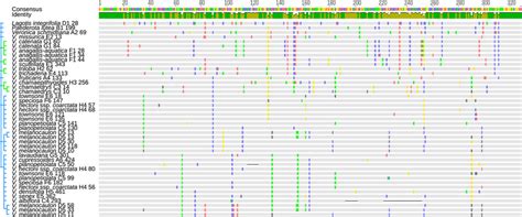 Mafft Alignment And Garli Phylogenetic Tree Visualized In Geneious