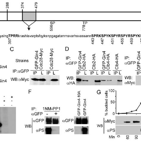 Cdk1 And Regulation Of Dna Replication During G1 Phase Of The Cell Download Scientific Diagram