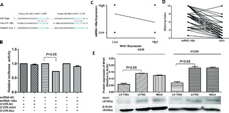 Experimental Validation Of Wnt1 As A Direct Target Gene Of Mirna 148a