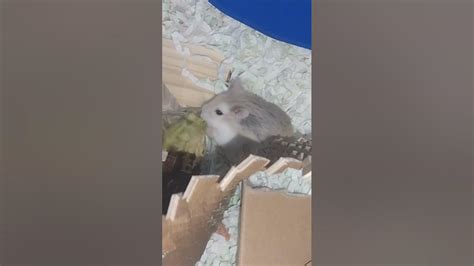 눈이 동그란 귀여운 햄스터 점심먹기 Youtube