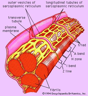 Sarcoplasmic Reticulum
