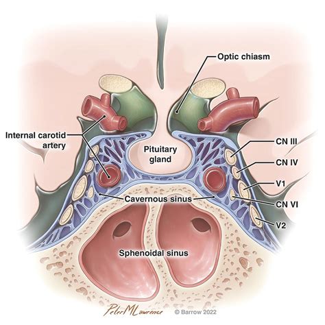Pituitary Gland Diagram