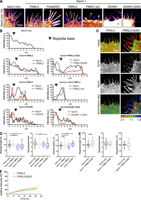 Wt And Active Fmnl2 Fmnl3 And Daam1 Alter Fascin Distribution At The