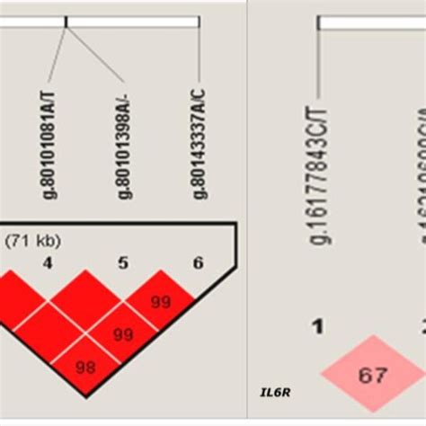 Haplotype Blocks Constructed Based On Linkage Disequilibrium Ld For
