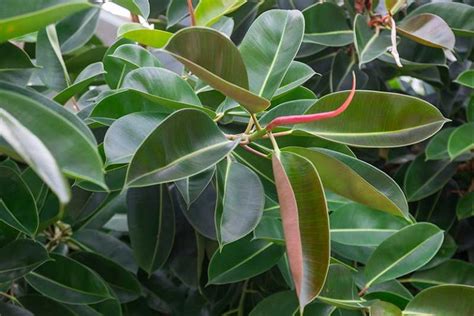 Ficus Growing Guides Tips And Information Gardeners Path