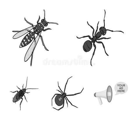 An Insect Arthropod An Osa A Spider A Cockroach Insects Set