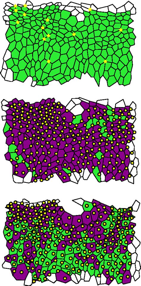 Figure 8 From Robust Cell Tracking In Epithelial Tissues Through