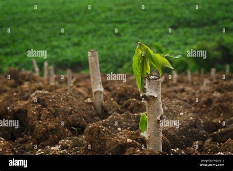 Cassava Stem Cuttings Seedlings Of Cassava Are Grown After Planting