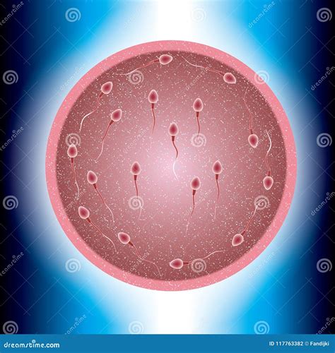 Sperm And Ovum Combinationheart Symbol Vector Illustration